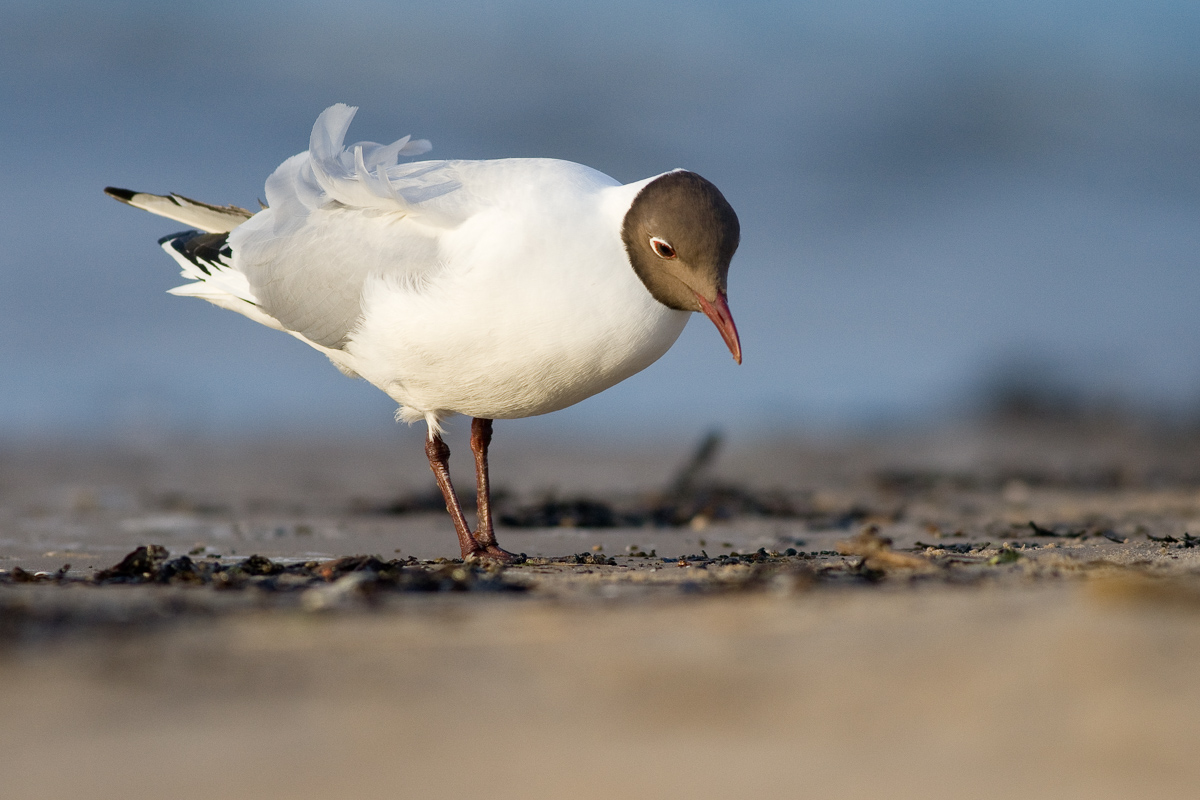 Drapieżnikom już dziękujemy - OTOP