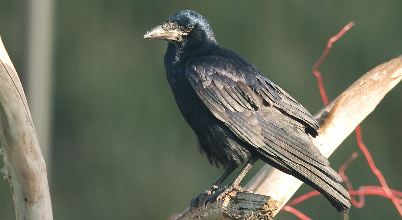 Gawron – Ptak Zimy 2020 - OTOP