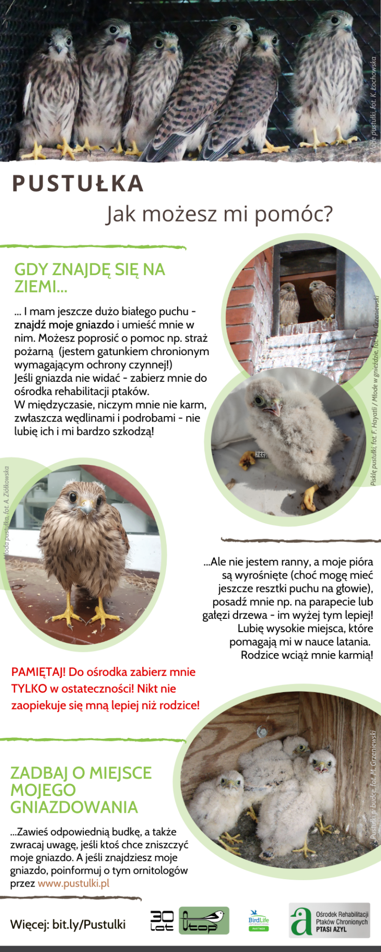 Pustułka – co zrobić, gdy znajdę młodego sokoła? - OTOP